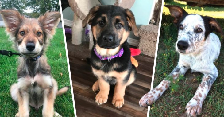 Cruzas de razas de perros que simplemente te enamoraran