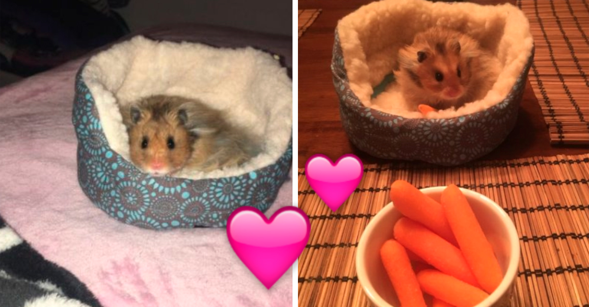 Le compró a su hámster su camita; es lo más tierno que verás