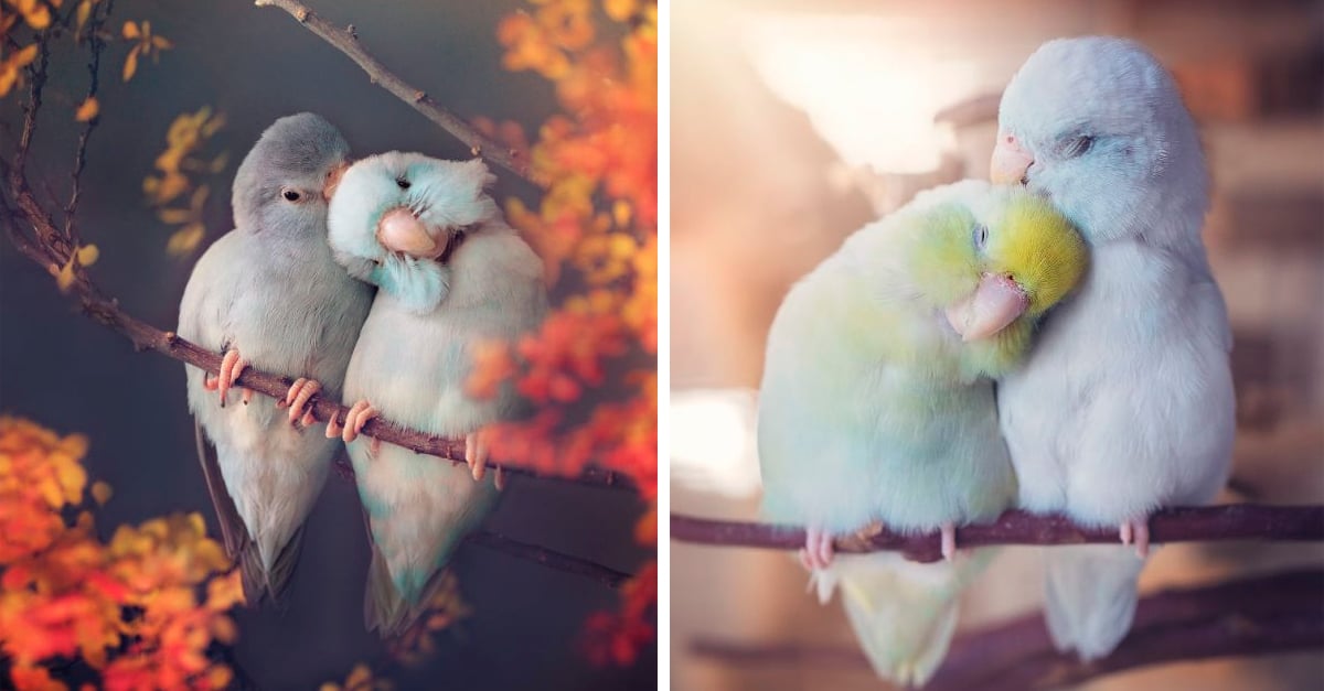 La mejor historia de amor; estos periquitos son pura ternura
