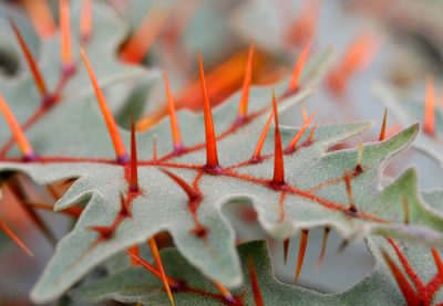 9 plantas de horror que parecen sacadas de una película