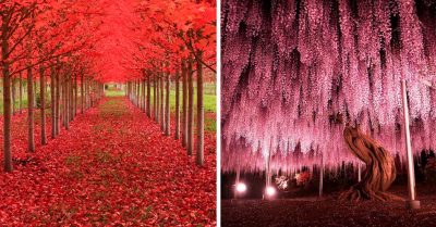 17 árboles que demuestran lo increíble de la naturaleza