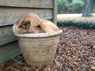 18 perros actuando tan raro que no podrías explicarlo