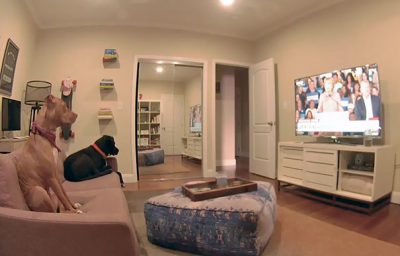 18 perros actuando tan raro que no podrías explicarlo