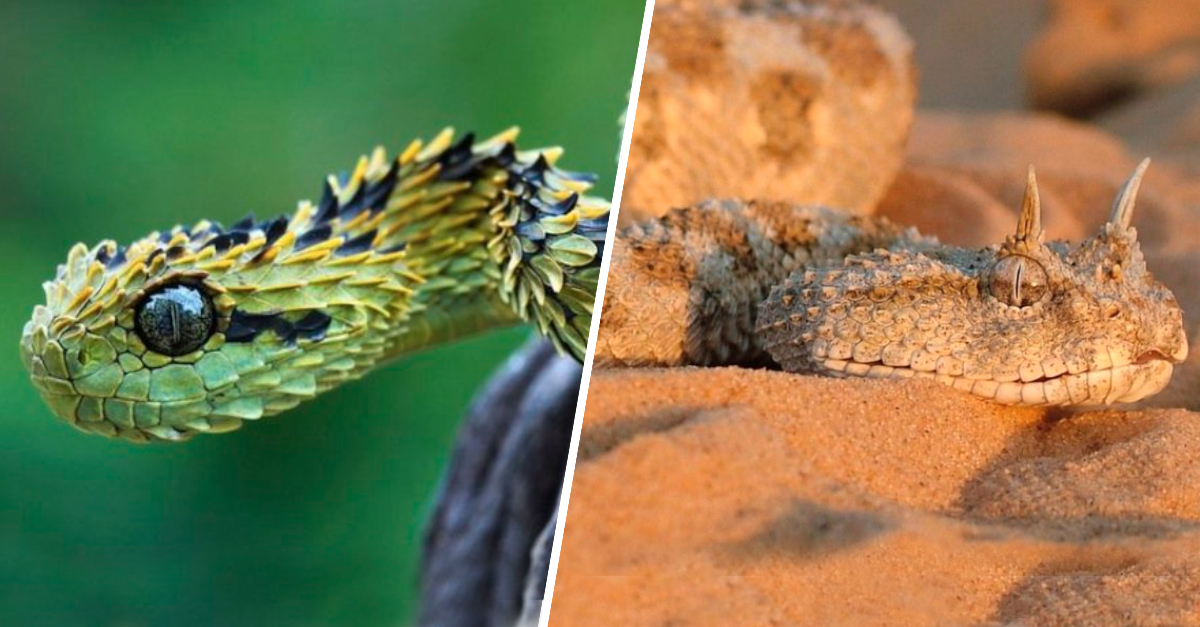 15 especies de terribles serpientes para tener pesadillas