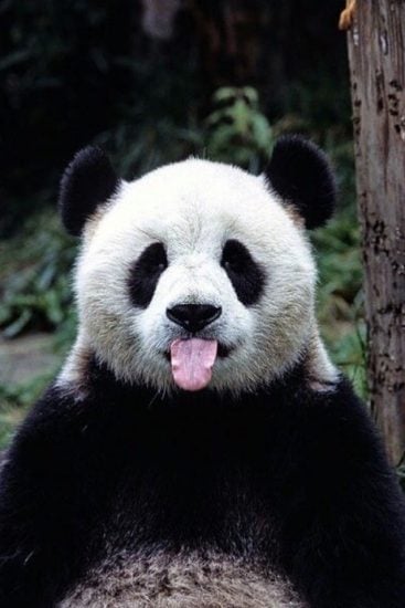 15 Ositos panda que necesitas ver si quieres ponerte feliz