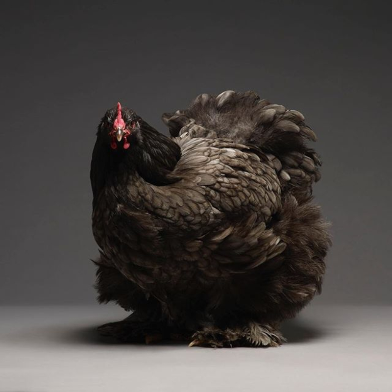 15 Fotos que muestran que los pollos pueden ser majestuosos