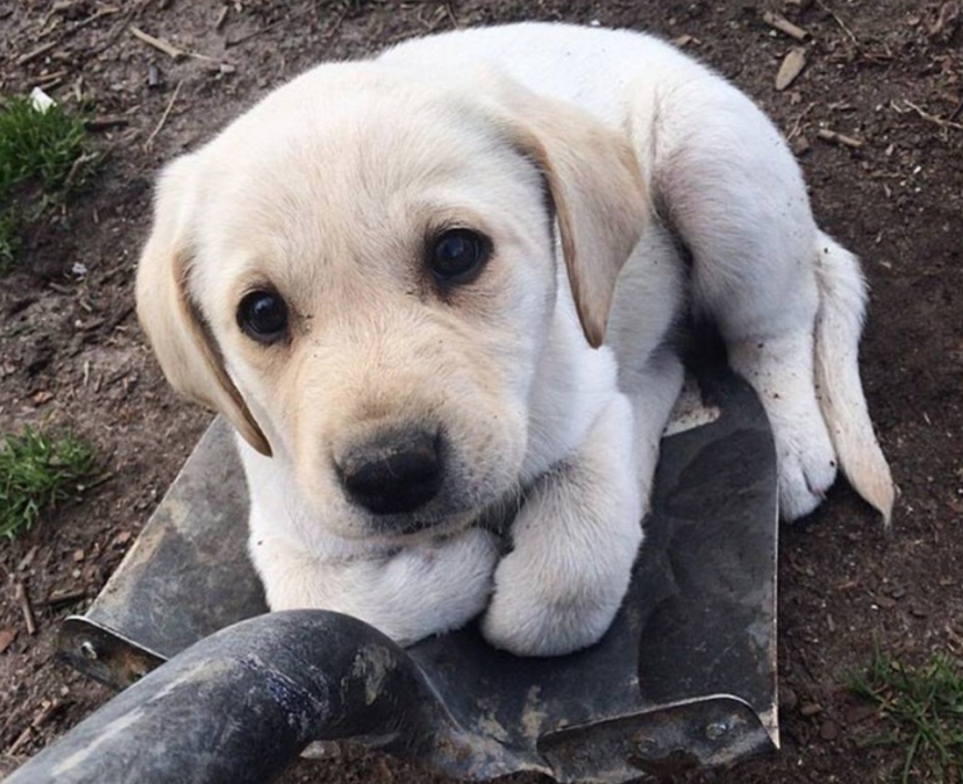 Imágenes de animales tan tiernos que derretirán tu corazón
