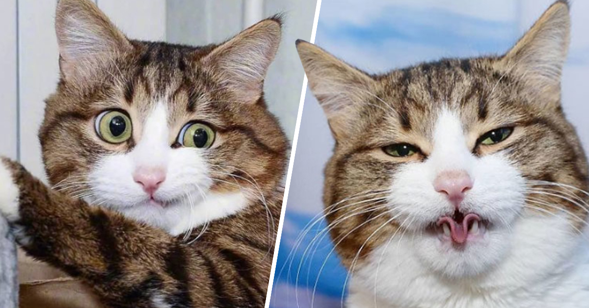 Este gato conquista las redes con sus divertidas expresiones