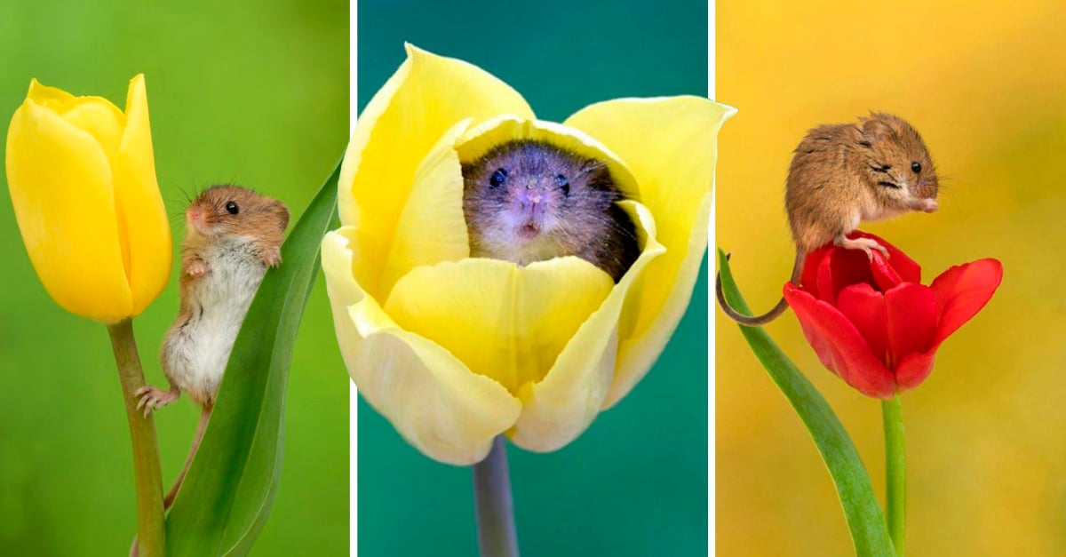 Ratoncitos en tulipanes, lo más tierno que podrás ver hoy