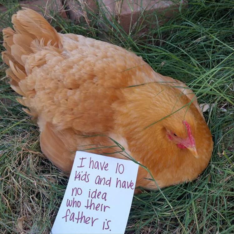 21 Pollos rebeldes que no se arrepienten de sus travesuras