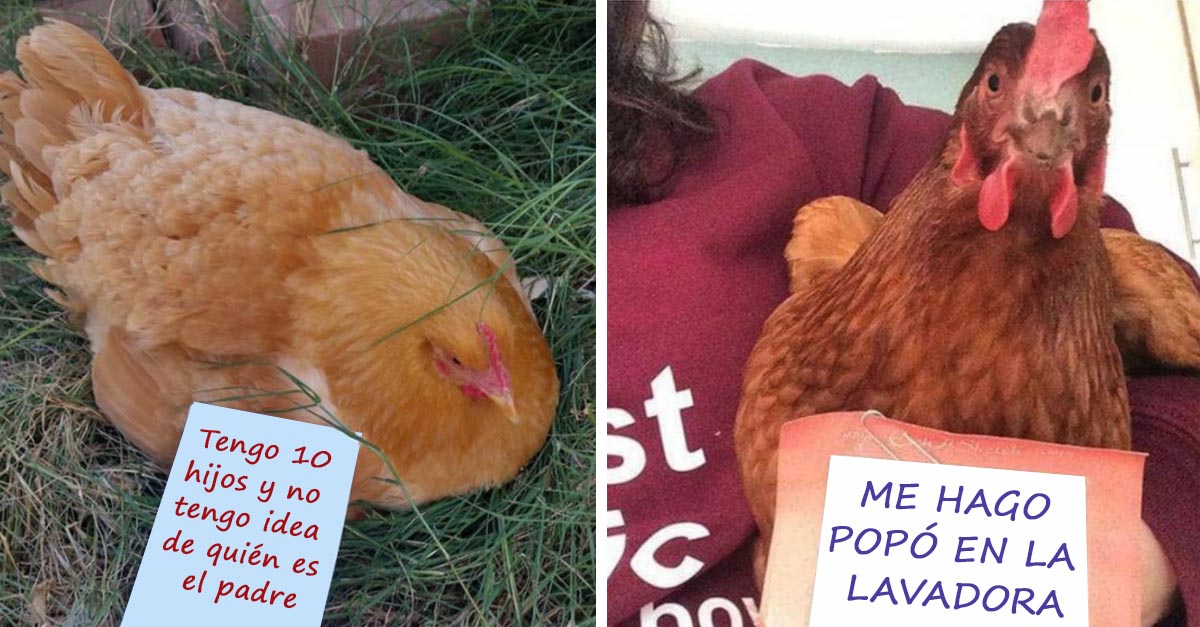 21 Pollos rebeldes que no se arrepienten de sus travesuras