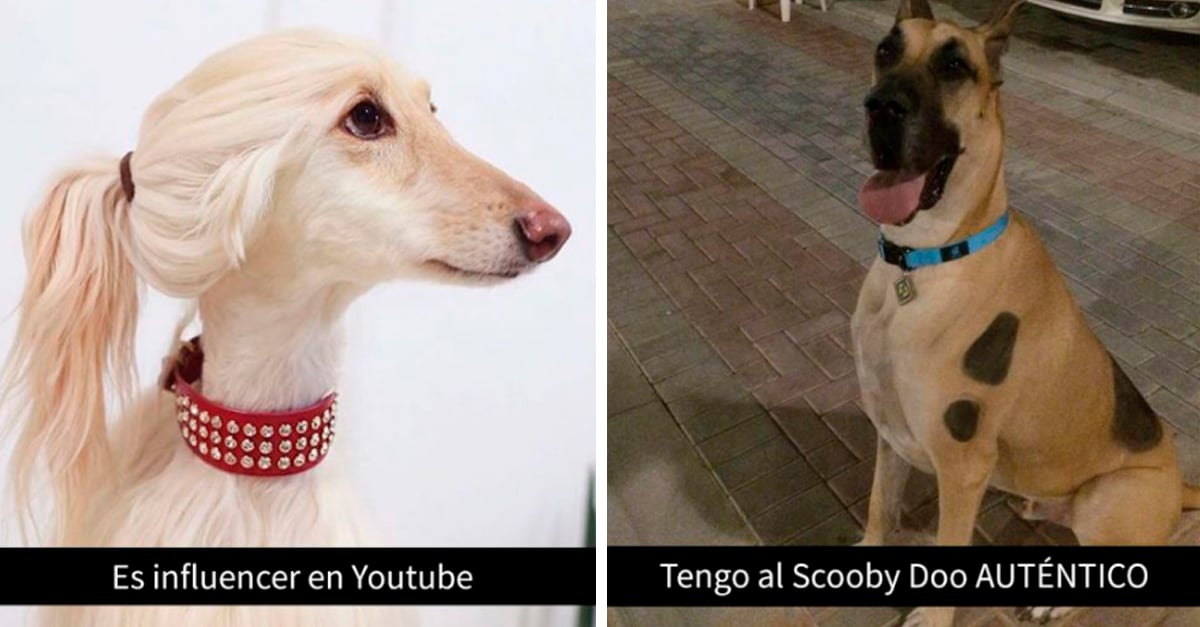 13 Snapchats de perros que pondrán una sonrisa en tu boca