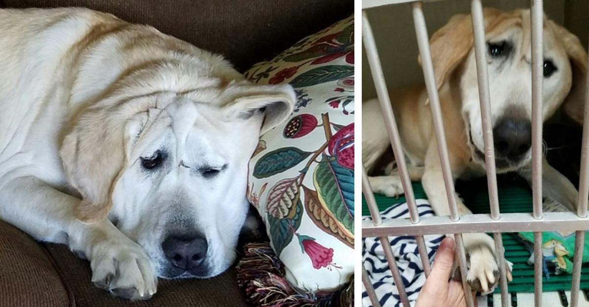 Perrito fue maltratado por ser feo hasta que lo rescataron