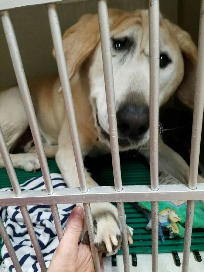 Perrito fue maltratado por ser feo hasta que lo rescataron