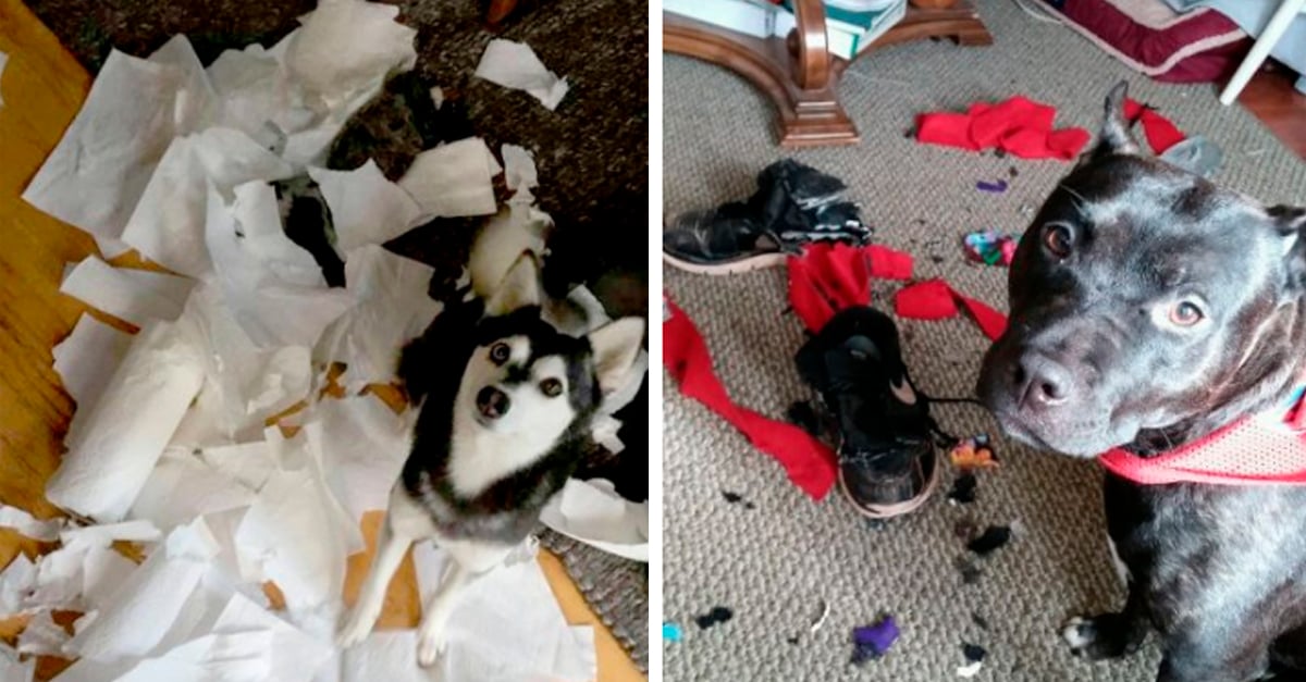 15 Perritos que fueron atrapados cometiendo travesuras