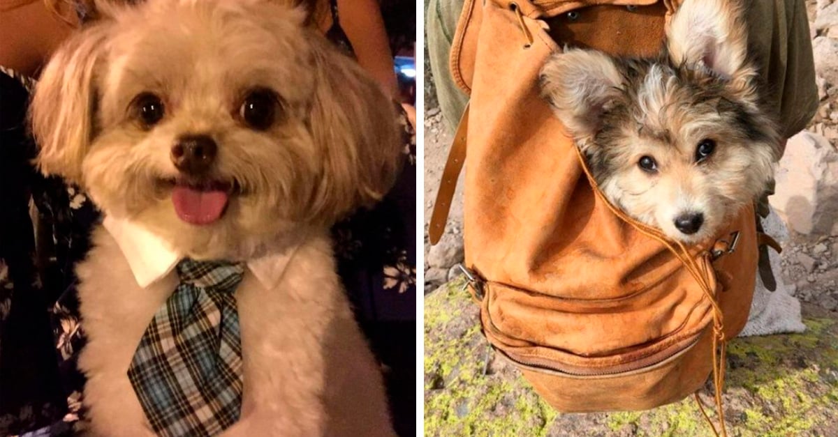 21 Divertidos memes de perros que te harán reír a carcajadas