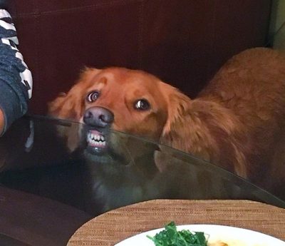 21 Perritos chantajeando a sus amos para que los alimenten