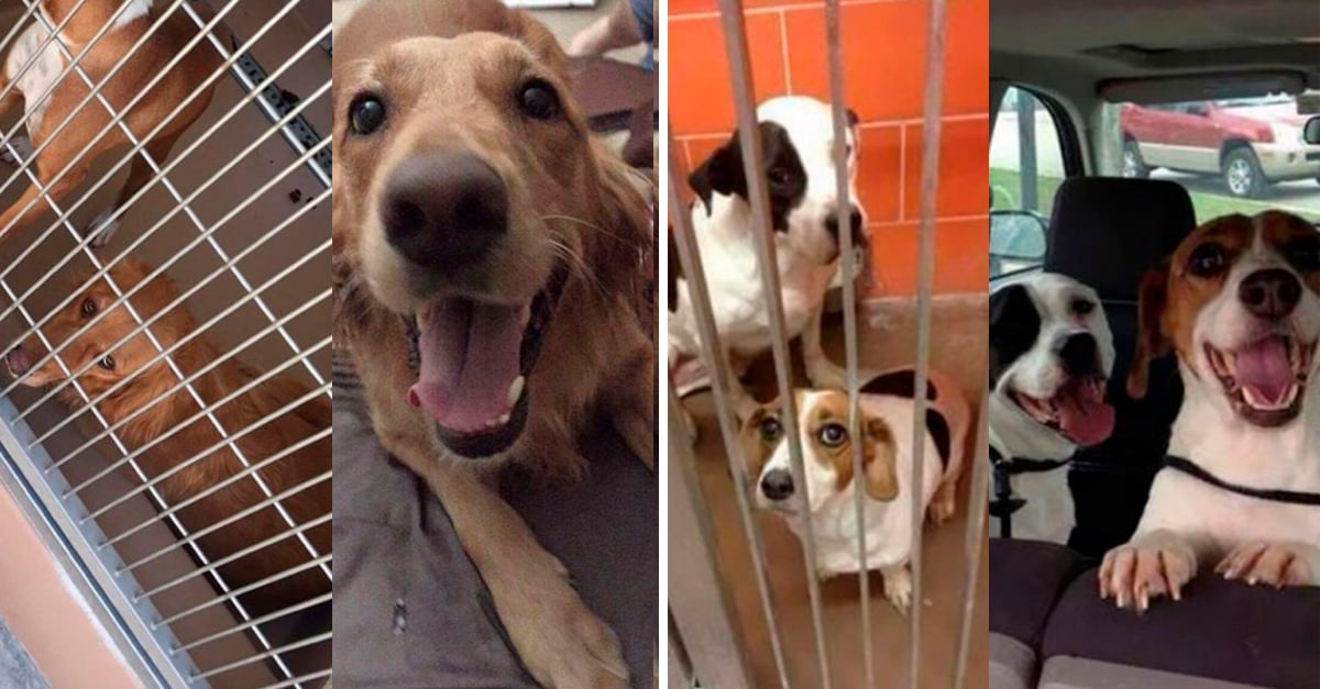 La reacción de estos perros al ser adoptados te conmoverá