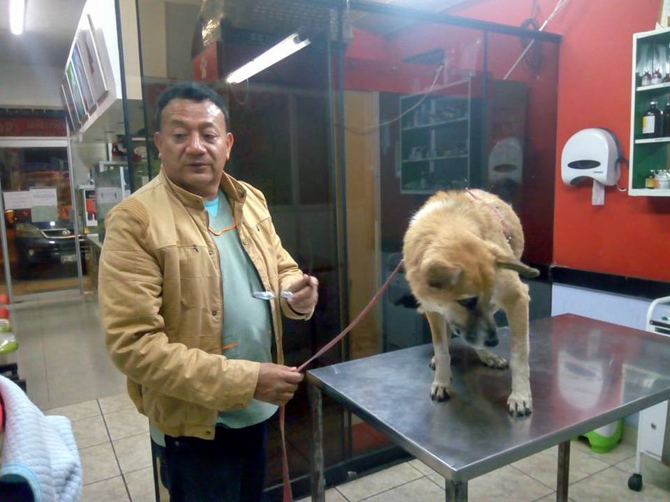 Perrito espera a sus dueños seis meses en el aeropuerto
