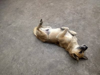 Perrito espera a sus dueños seis meses en el aeropuerto