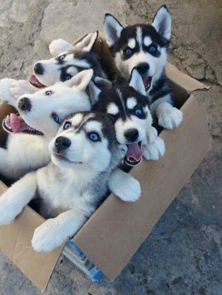 20 Perritos que te darán más razones para amar a los husky