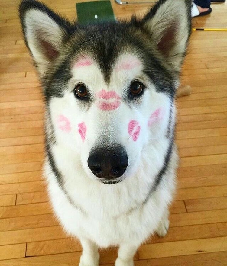 20 Perritos que te darán más razones para amar a los husky