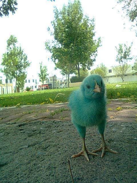 Chica muestra cómo creció su pollito de colores