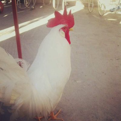 Chica muestra cómo creció su pollito de colores