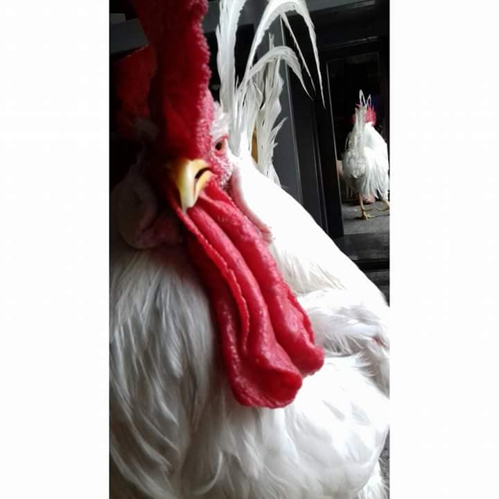 Chica muestra cómo creció su pollito de colores