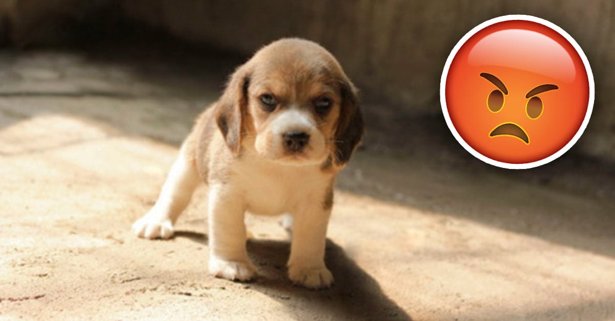 10 Comportamientos de los humanos que molestan a los perros