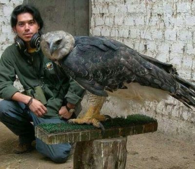 17 Animales exóticos que crecieron como si estuvieran locos