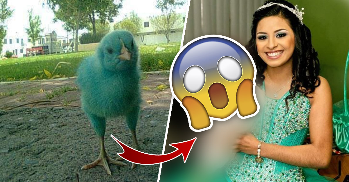Chica muestra cómo creció su pollito de colores
