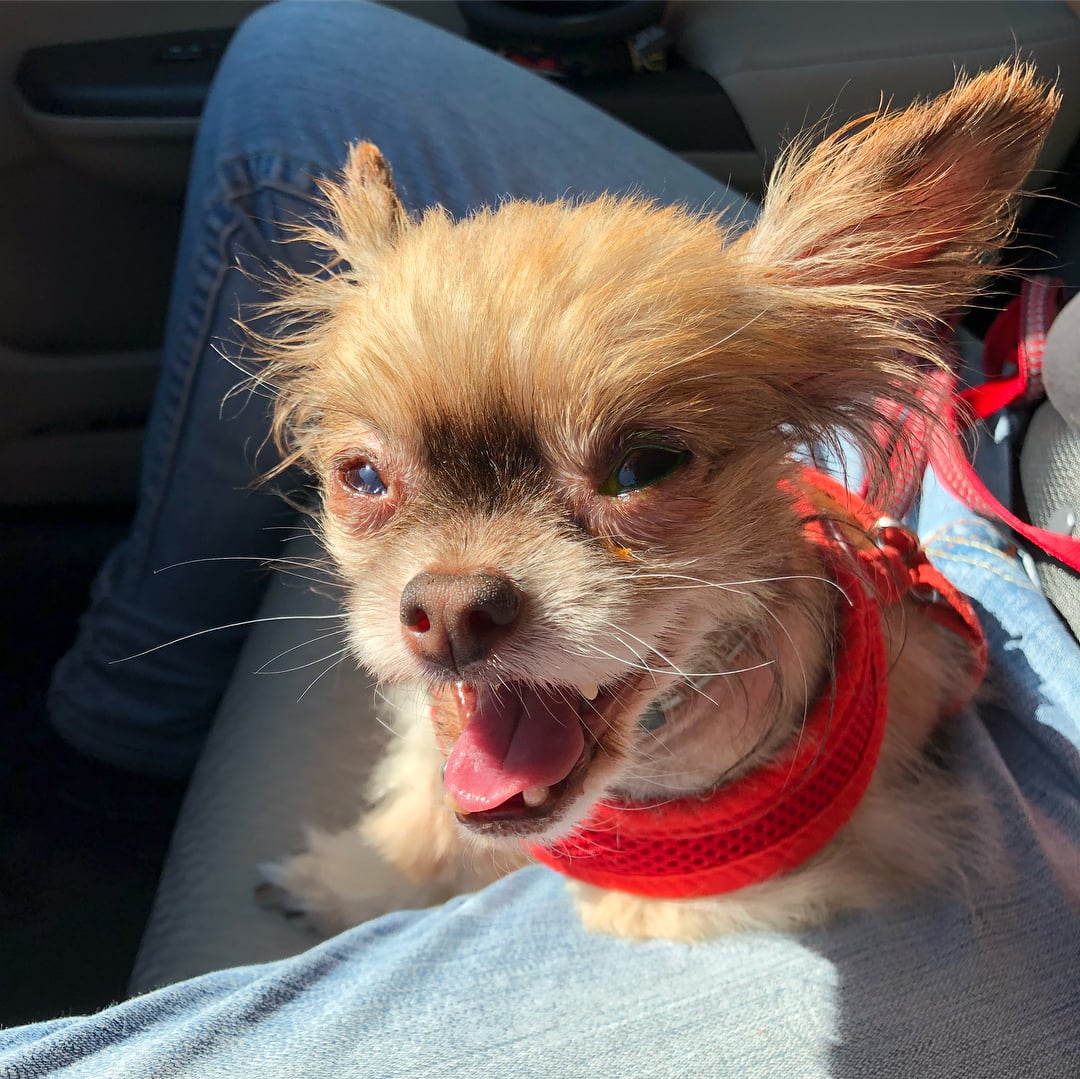 Chewie, el pequeño perrito tan feo que te robará el corazón