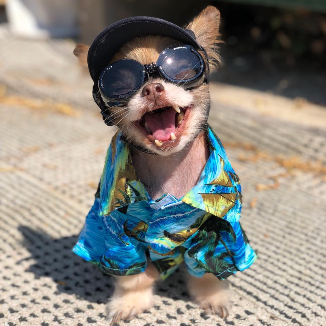 Chewie, el pequeño perrito tan feo que te robará el corazón