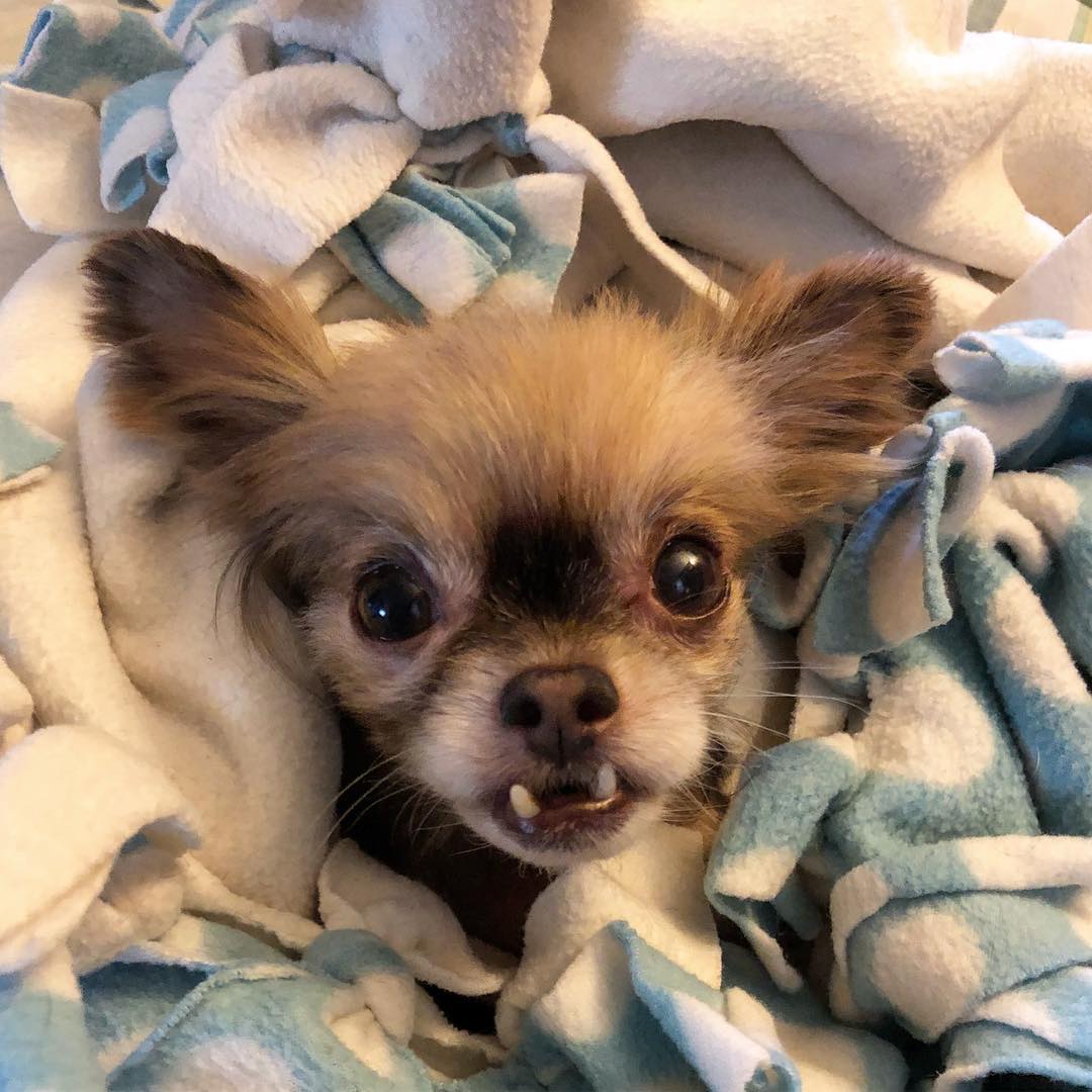 Chewie, el pequeño perrito tan feo que te robará el corazón