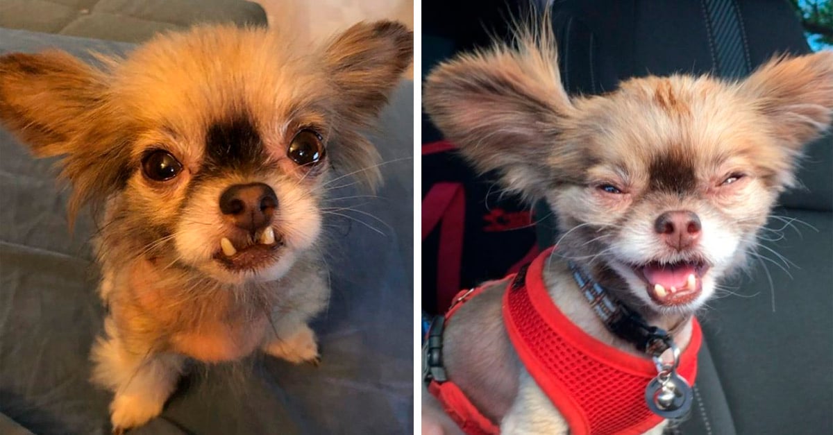 Chewie, el pequeño perrito tan feo que te robará el corazón