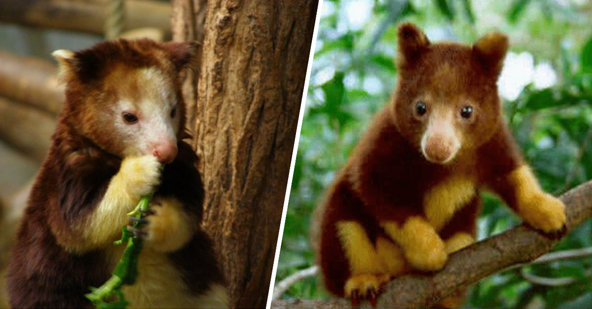 Descubren rara especie de canguro que se pensaba extinta