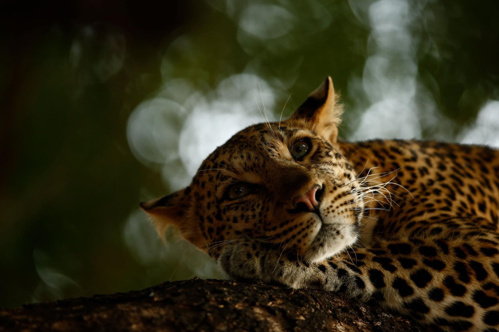 25 Imágenes del concurso Fotografía de la vida salvaje 2018