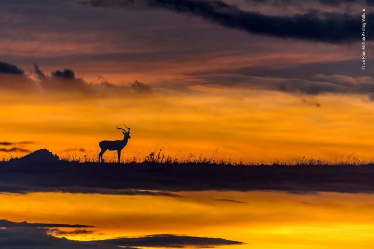 25 Imágenes del concurso Fotografía de la vida salvaje 2018