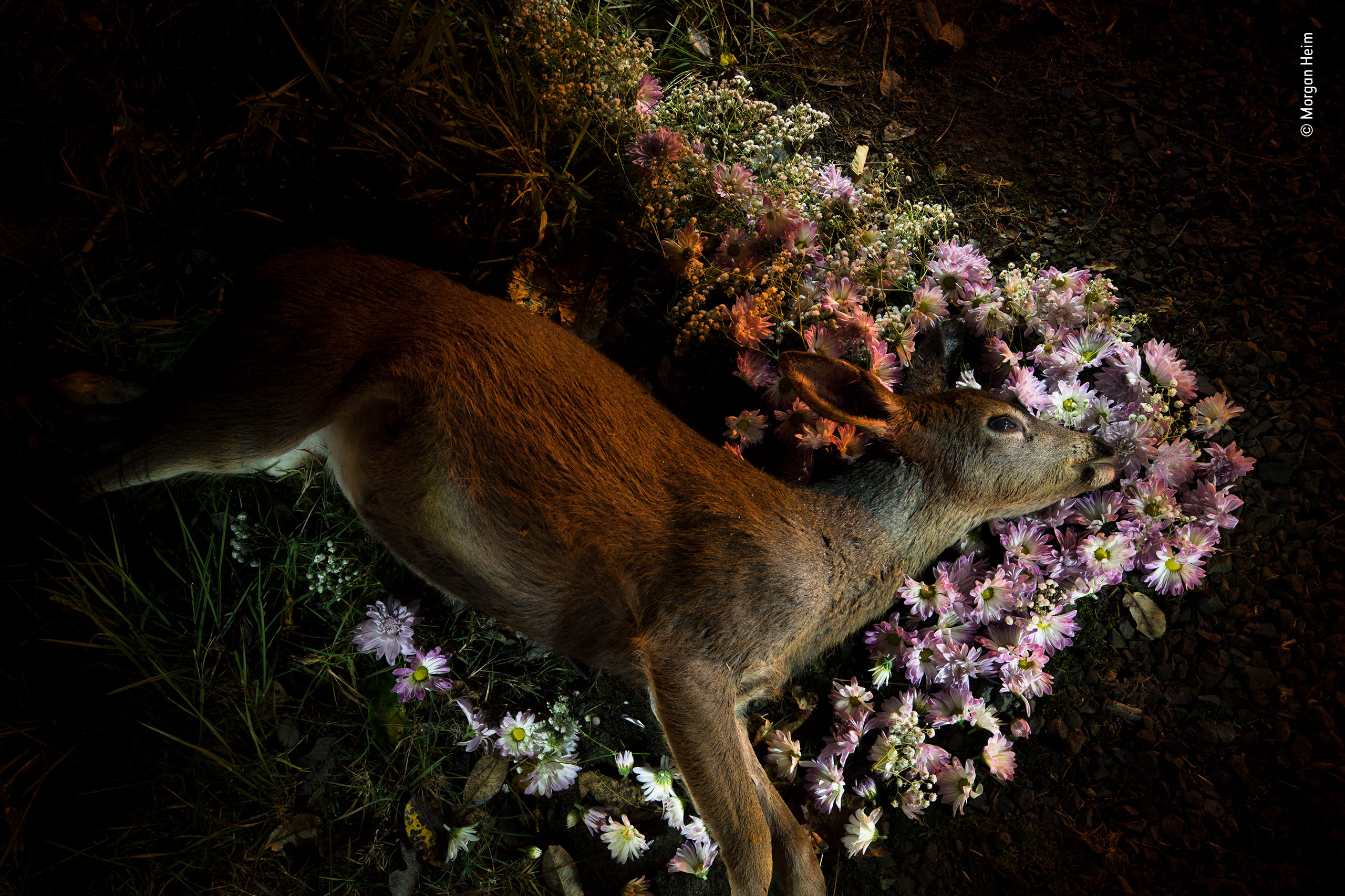25 Imágenes del concurso Fotografía de la vida salvaje 2018