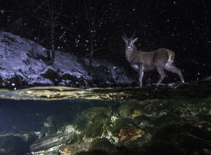 25 Imágenes del concurso Fotografía de la vida salvaje 2018