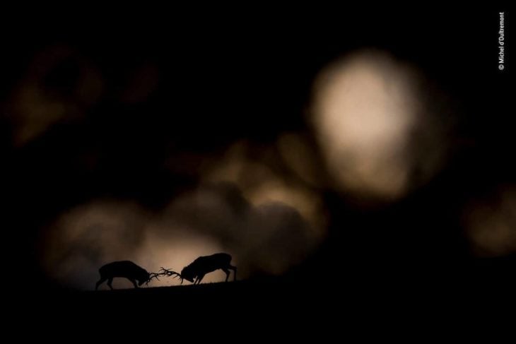 25 Imágenes del concurso Fotografía de la vida salvaje 2018