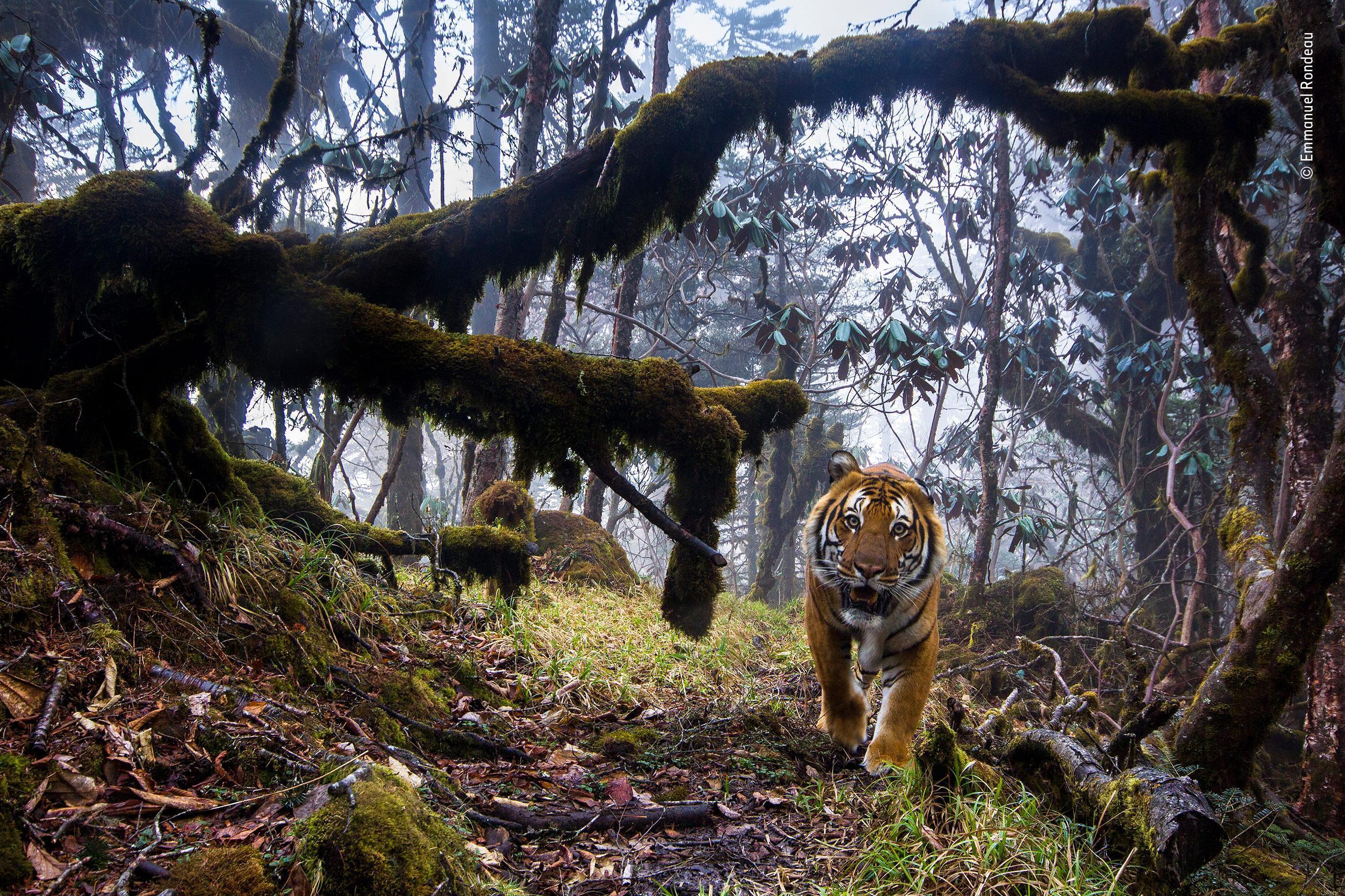 25 Imágenes del concurso Fotografía de la vida salvaje 2018