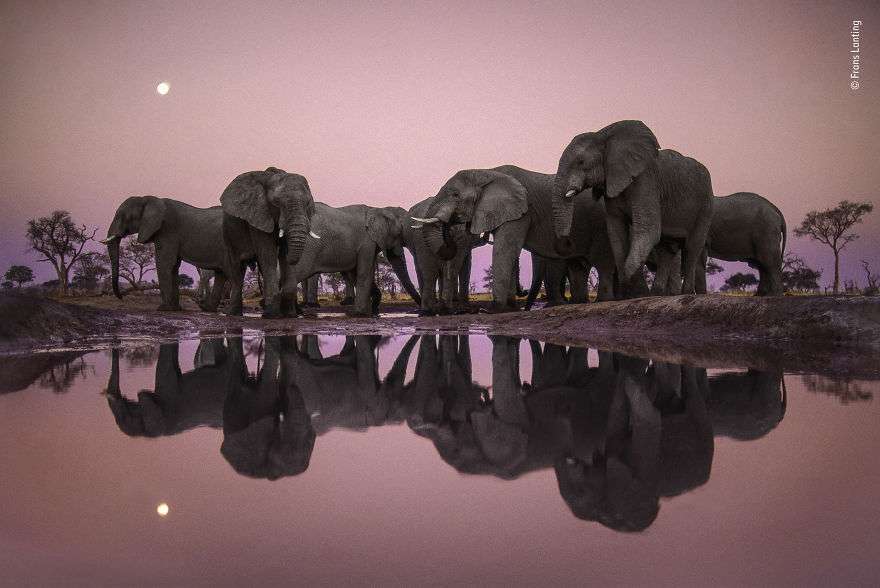 25 Imágenes del concurso Fotografía de la vida salvaje 2018