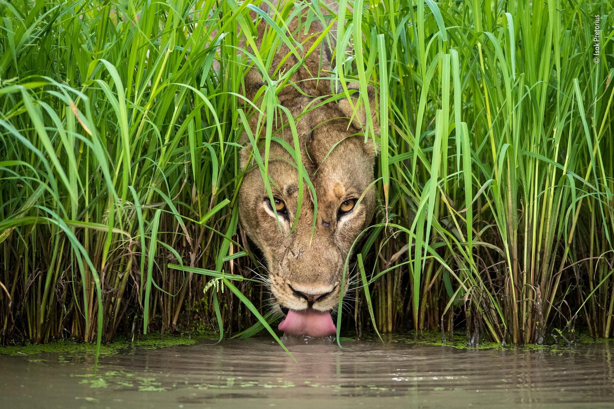 25 Imágenes del concurso Fotografía de la vida salvaje 2018