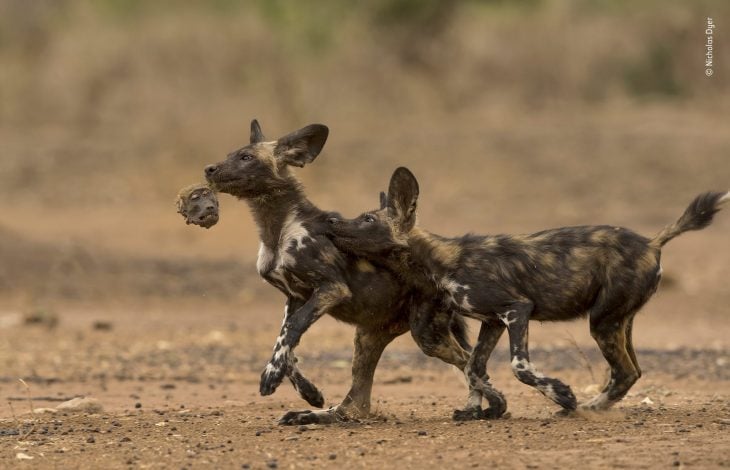 25 Imágenes del concurso Fotografía de la vida salvaje 2018