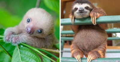 21 Perritos chantajeando a sus amos para que los alimenten