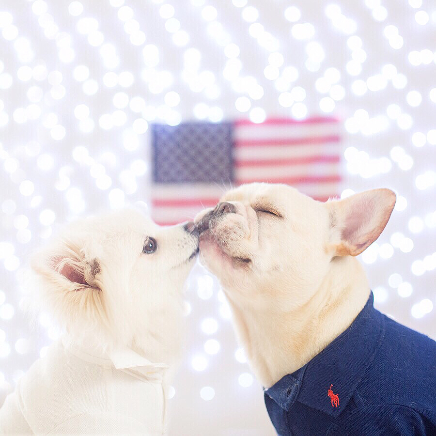 Esta pareja de perritos tiene una mejor vida amorosa que tú