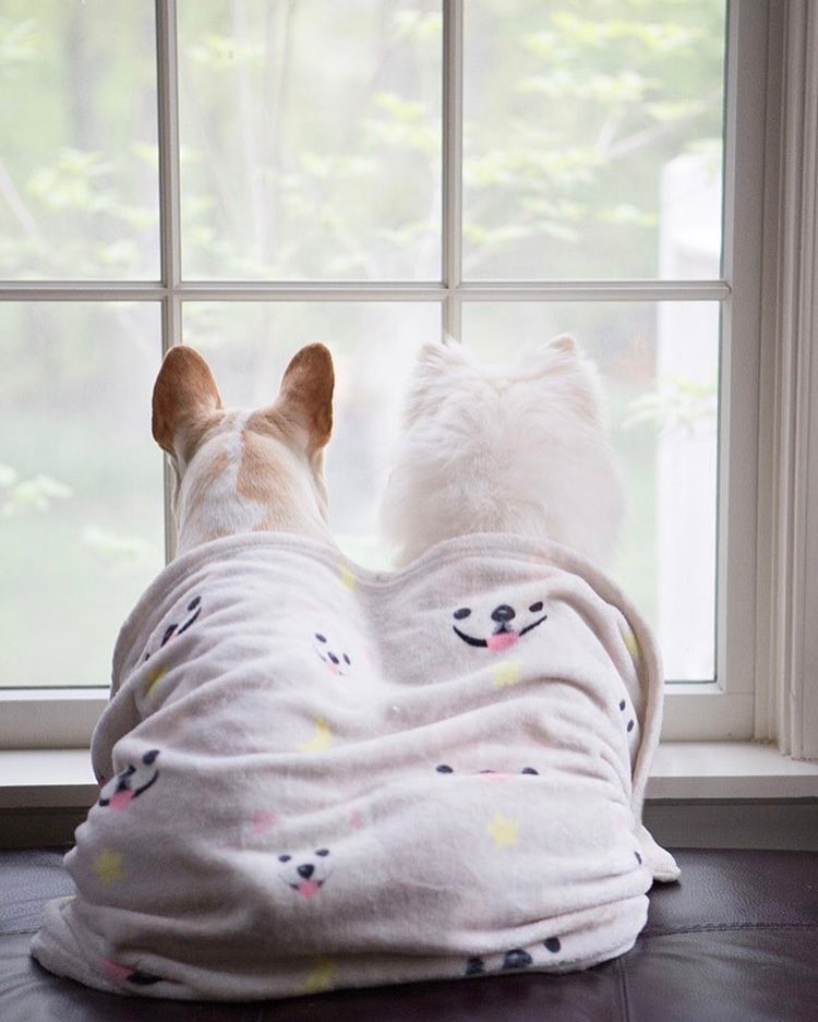 Esta pareja de perritos tiene una mejor vida amorosa que tú