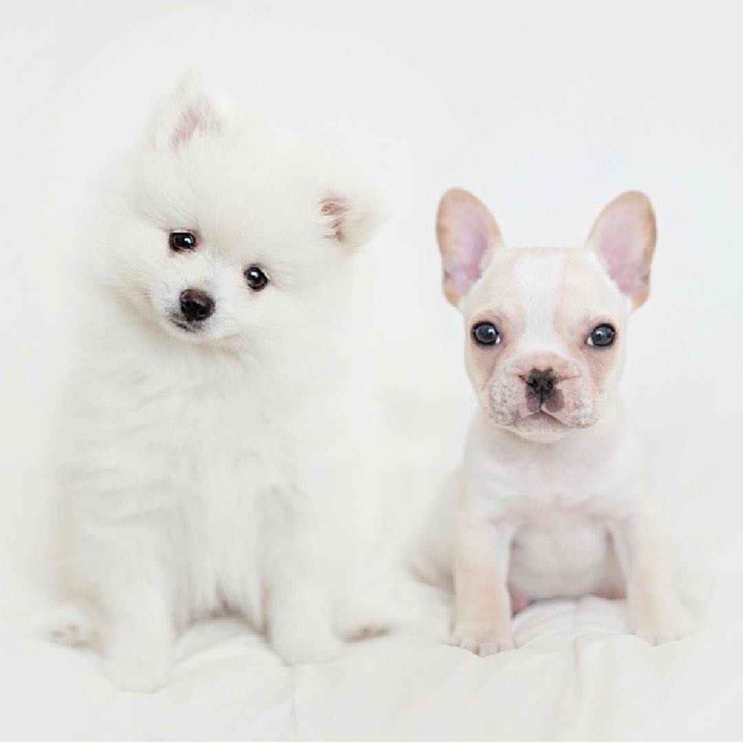 Esta pareja de perritos tiene una mejor vida amorosa que tú
